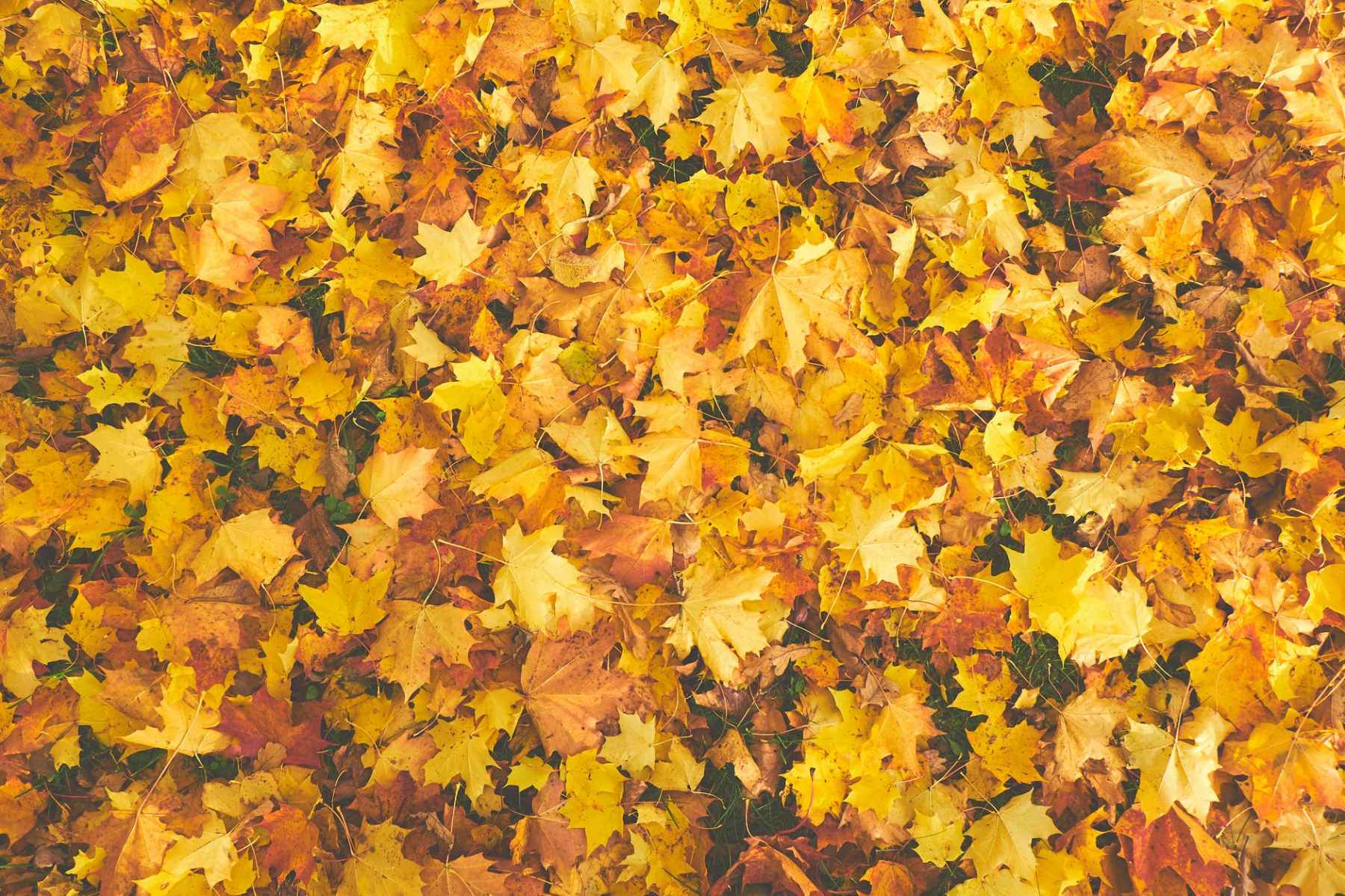 2022 Fall Guide – Embrace Westchester